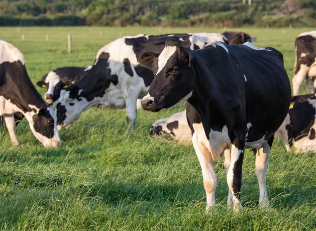 George Ramsbottom: How to maximise the heat detection rate in seasonal ...