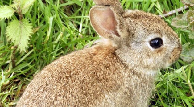 Rabbit population density can vary throughout year | Irish Independent