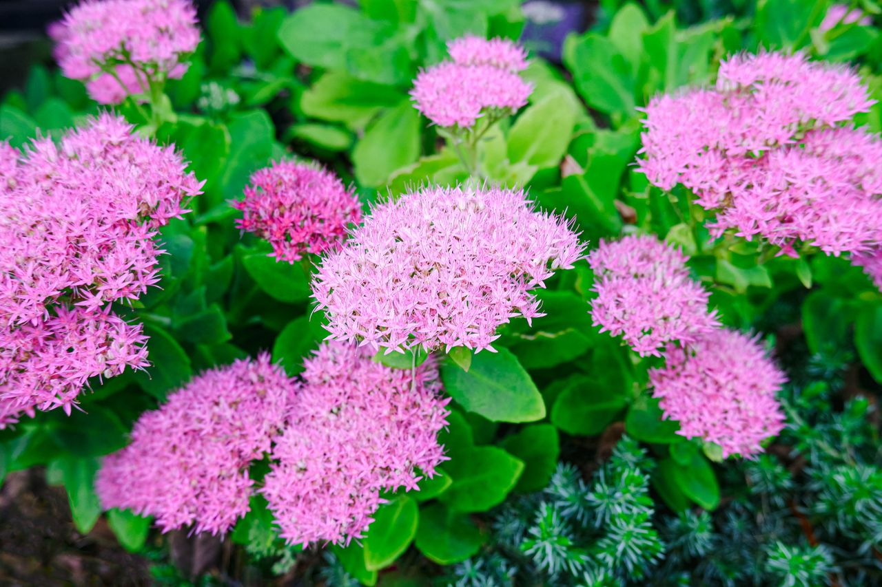 Diarmuid Gavin’s guide to giving your plants the Chelsea chop | Irish ...