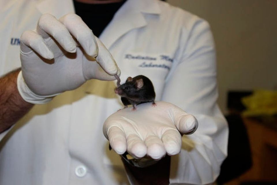 Human versions of 'supermouse' may cure deadly cancer | Irish Independent