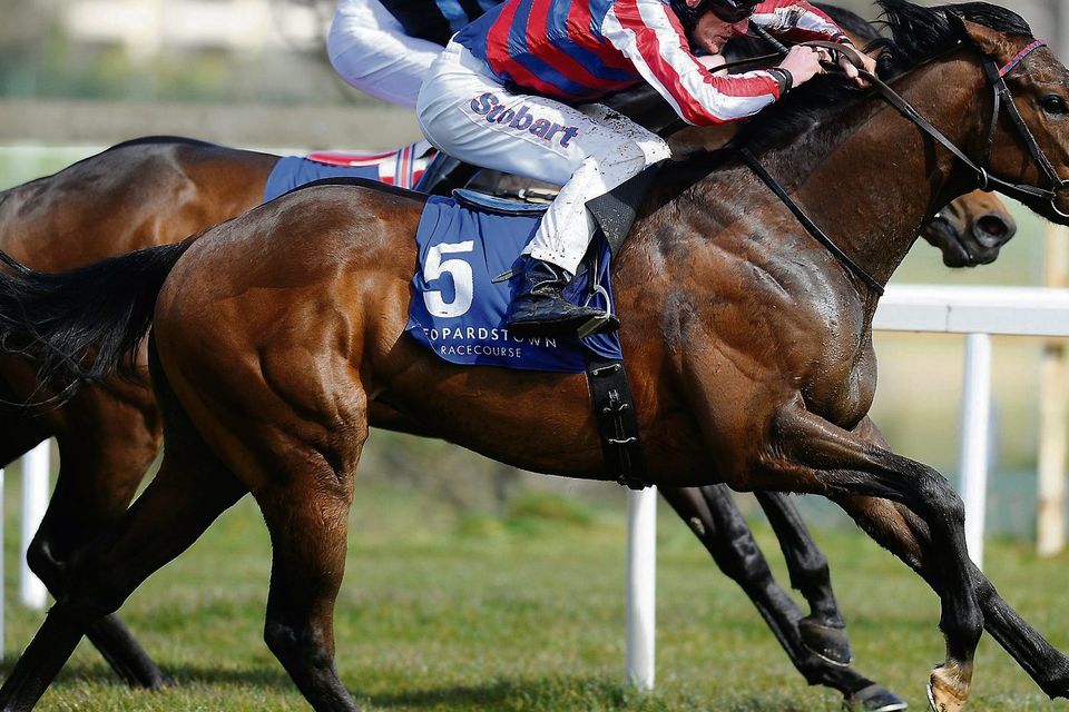 Fort Knox napped to put Murtagh in the money | Irish Independent