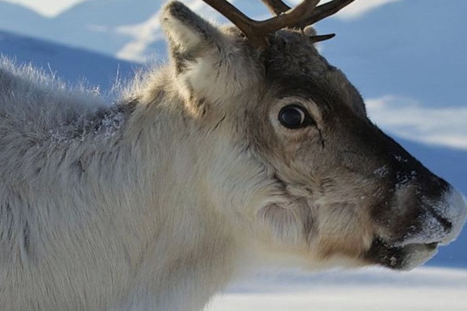 Reindeer were once common in Ireland | Irish Independent