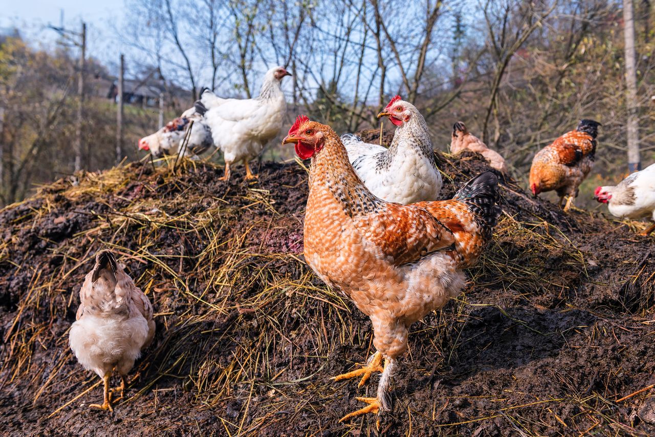 Broiler manure is a cost-effective fertiliser – here’s why, how and ...