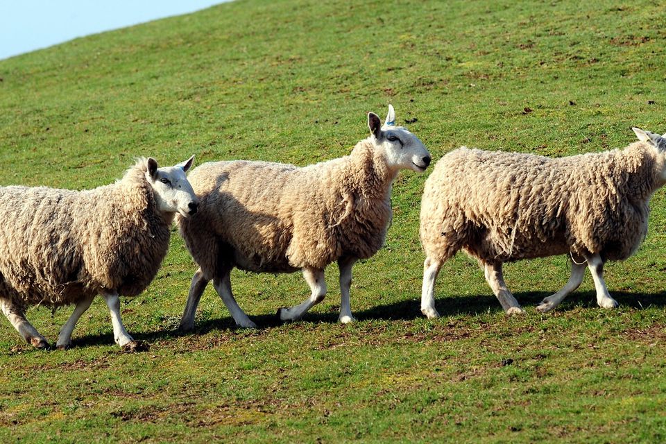 Louth farmers win foot and mouth compensation case | Irish Independent