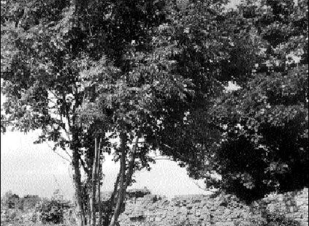 Was this Cloghran church the first outdoor concert venue? | Irish ...