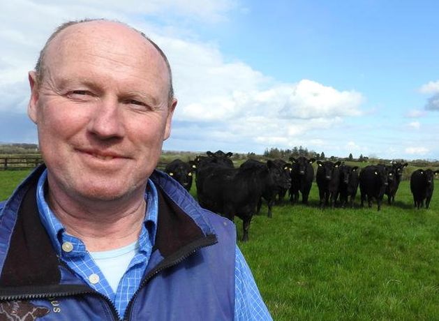 Elite Angus stock expected to fly at Gigginstown sale | Irish Independent