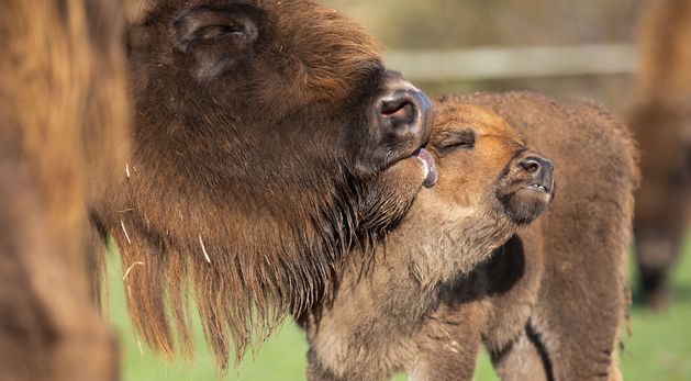 Fota Wildlife Park celebrates the birth of baby bison | Irish Independent