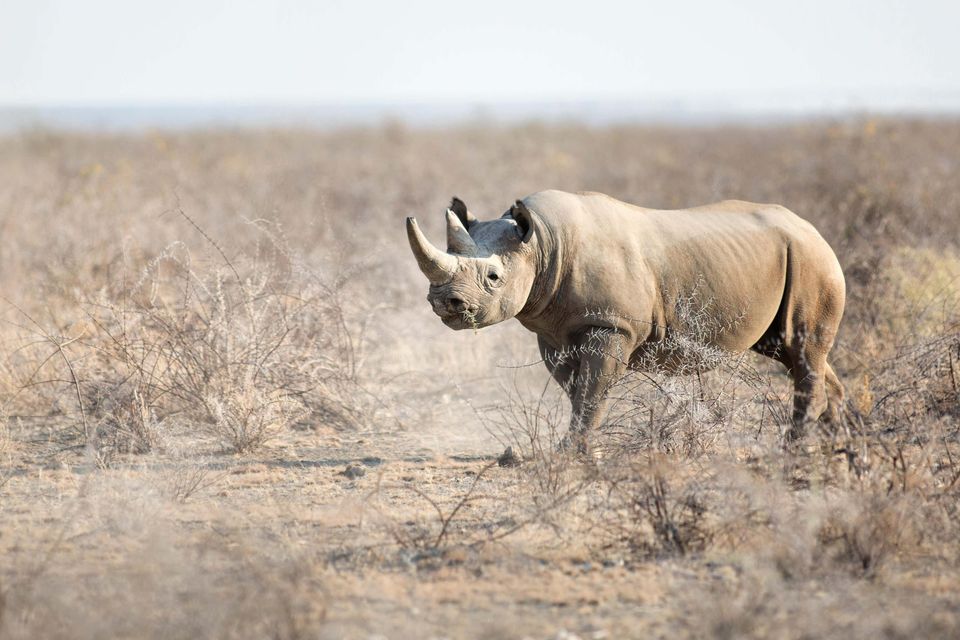 Twice as many rhinos killed as poaching increases in Namibia | Irish ...