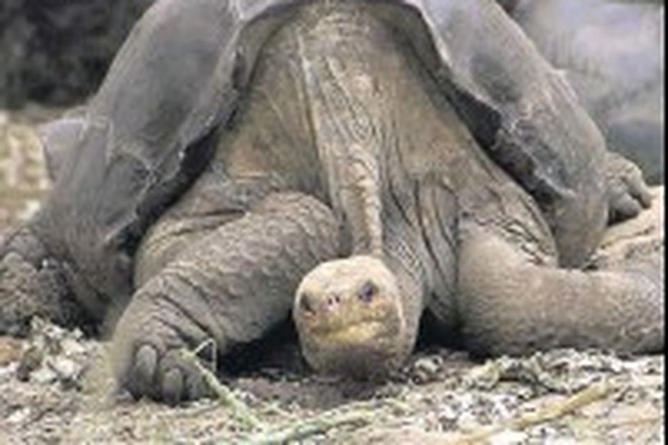 'Lonesome' George was no ordinary tortoise | Irish Independent