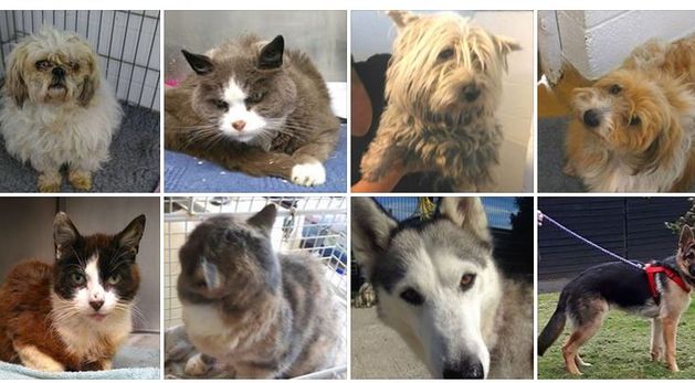 Can you help reunite any of these lost pets with their owners? | Irish ...