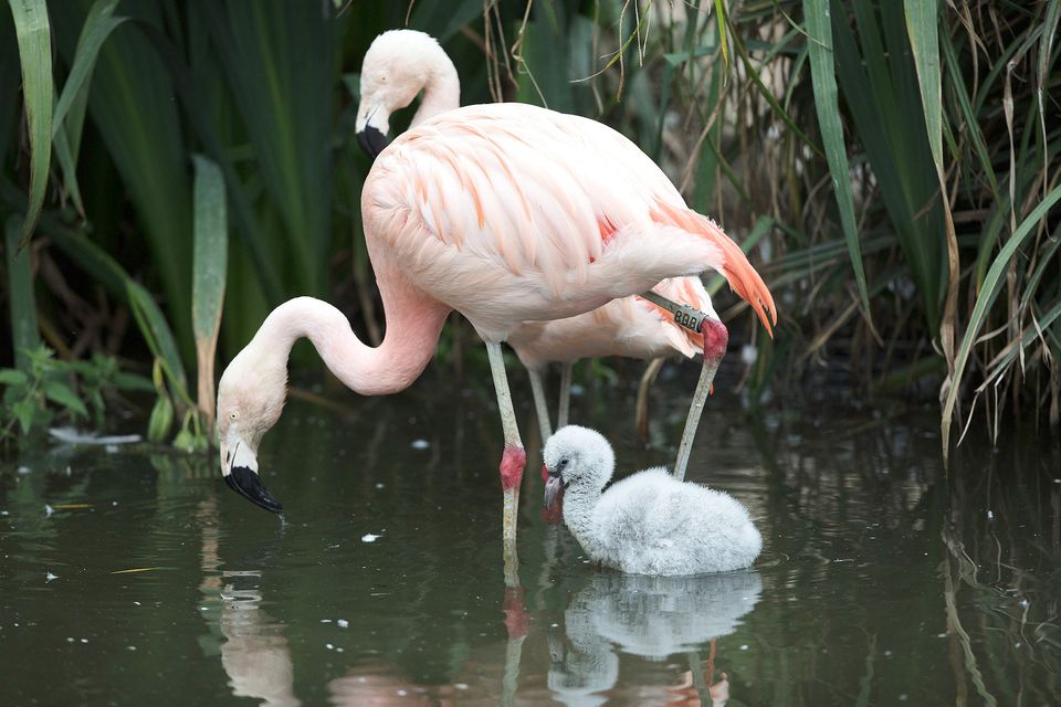 Bird flu risk: HSE urges people to ‘avoid sick and dead birds’ | Irish ...