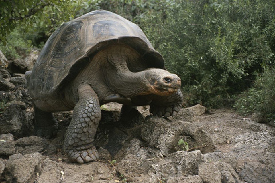 Animal magic: Wild and wonderful in the Galápagos Islands | Irish ...