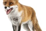 Wild Ireland: Can you spot these native animals? | Irish Independent