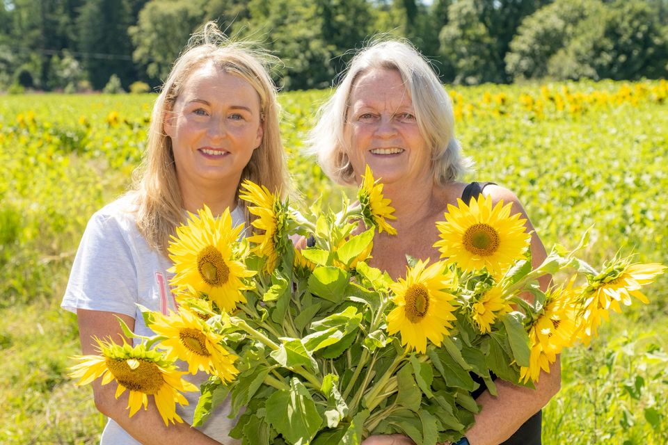 Wicklow Hospice sunflower field fundraiser bringing smiles to people’s ...