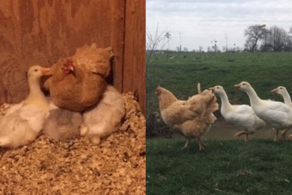 This chicken became a mother to three geese and the photos are precious ...