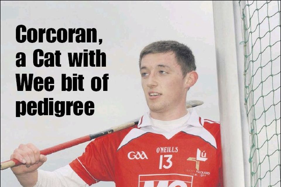 Corcoran, a Cat with Wee bit of pedigree | Irish Independent