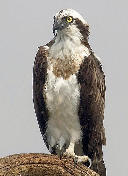 Look who’s swooping in after 250 years – osprey chicks to be released ...