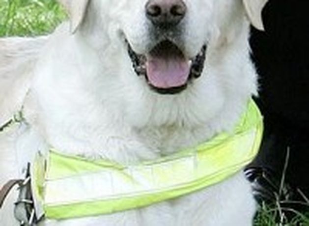 Funding boost for guide dog centre | Irish Independent