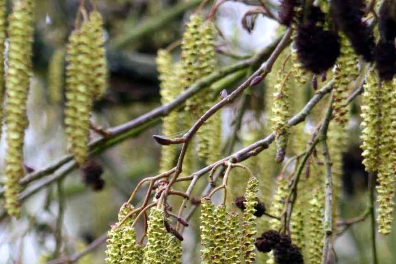 Alder trees put on their lovely display of catkins | Irish Independent