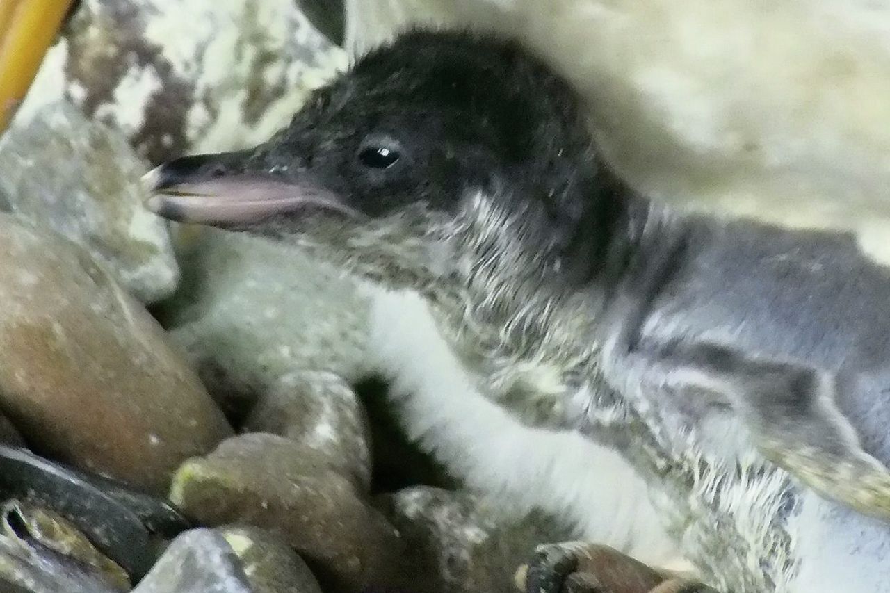 Joy as Ireland's first baby penguin is born in Dingle | Irish Independent