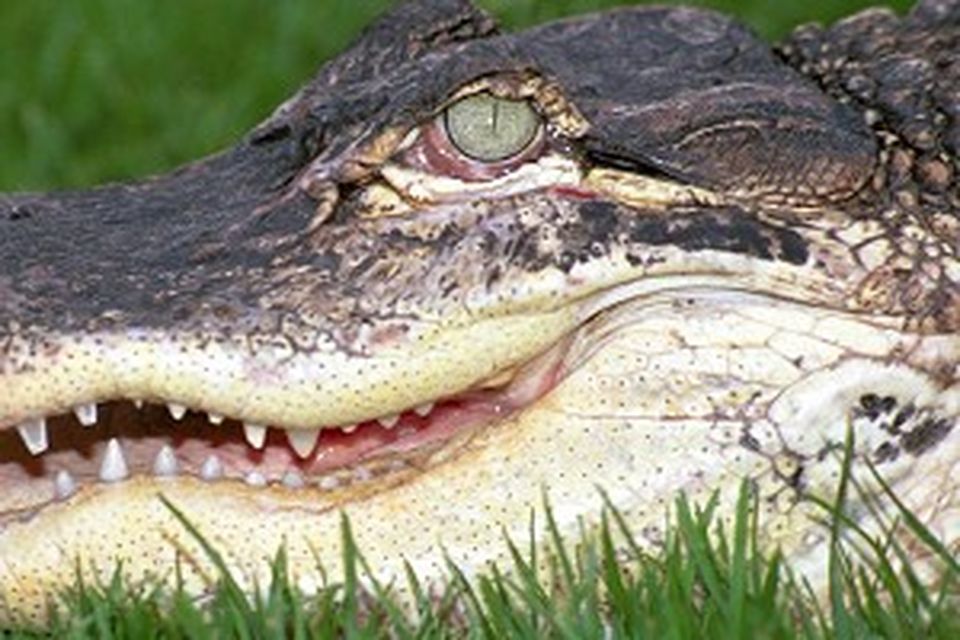Alligator discovered behind couch | Irish Independent