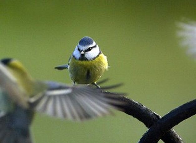 Mayor wants to broadcast bird songs | Irish Independent
