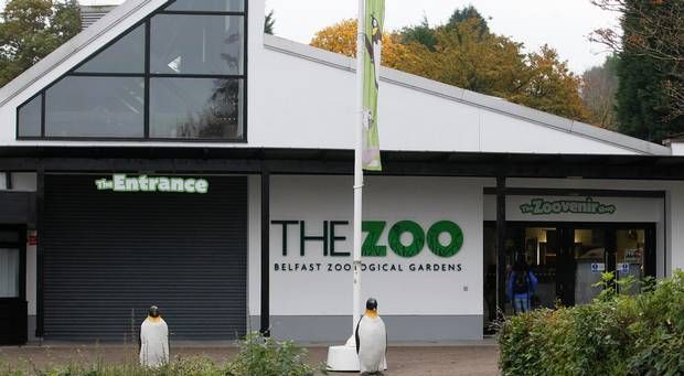 Red panda found safe after going missing from Belfast Zoo | Irish ...