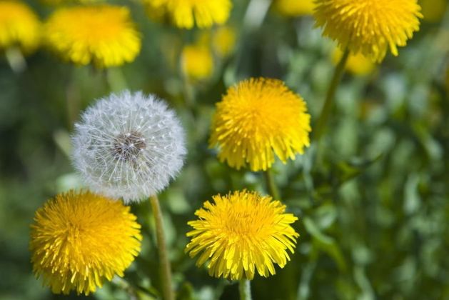 Medders at Large: Giving dandelions the old heave-hoe with renewed ...