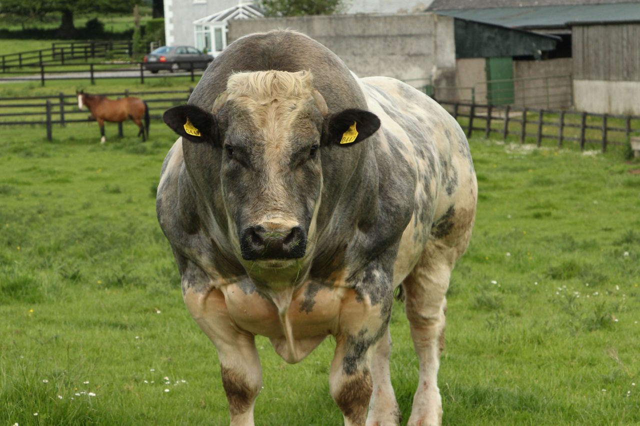 Farewell to the fertile, lucky and docile bull Benjy | Irish Independent