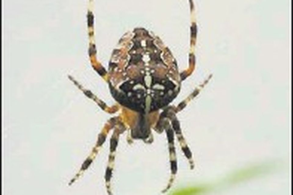 Father spiders make the ultimate sacrifice | Irish Independent