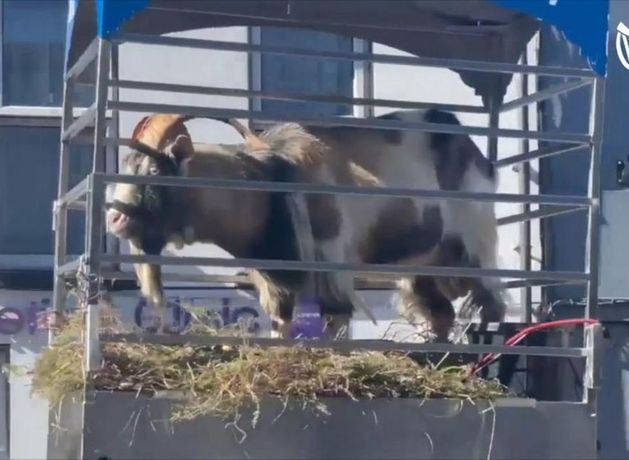 Stephen Fernane: If it’s now right to take down the goat, was it always ...