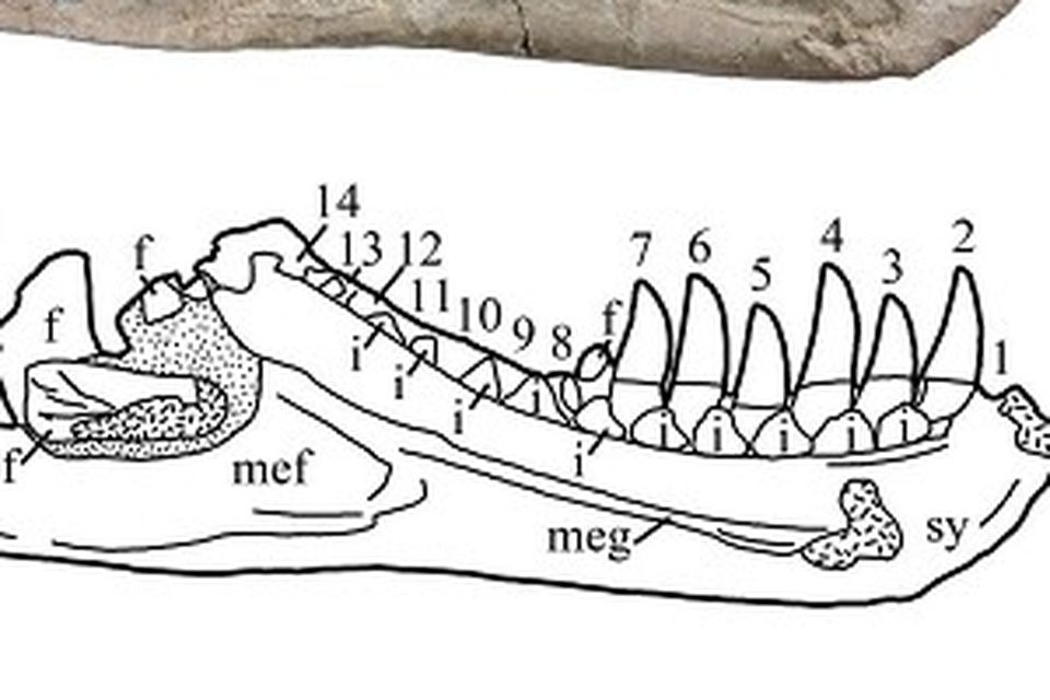 Fossils of enormous dinosaur found | Irish Independent