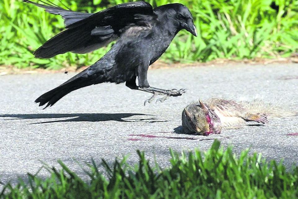 Natural born killers | Independent.ie