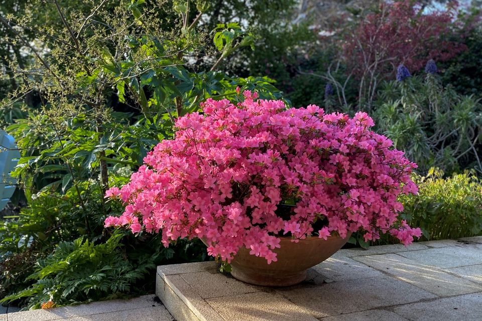 Diarmuid Gavin: Put on a show with diva-like azaleas | Irish Independent