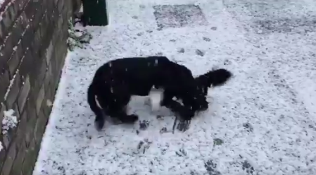 This dog seeing snow for the first time is the epitome of joy | Irish ...