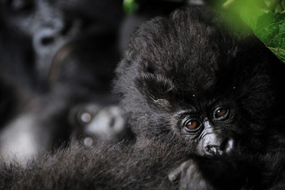 Congo gorillas' baby boom | Irish Independent