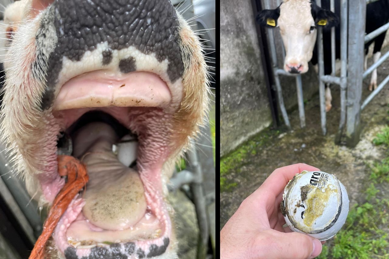 Vet's Diary: Can I have my ball back please – when foreign objects ...