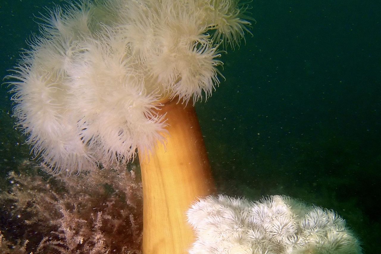 Underwater ‘grand canyon’ gets protected status under marine ...