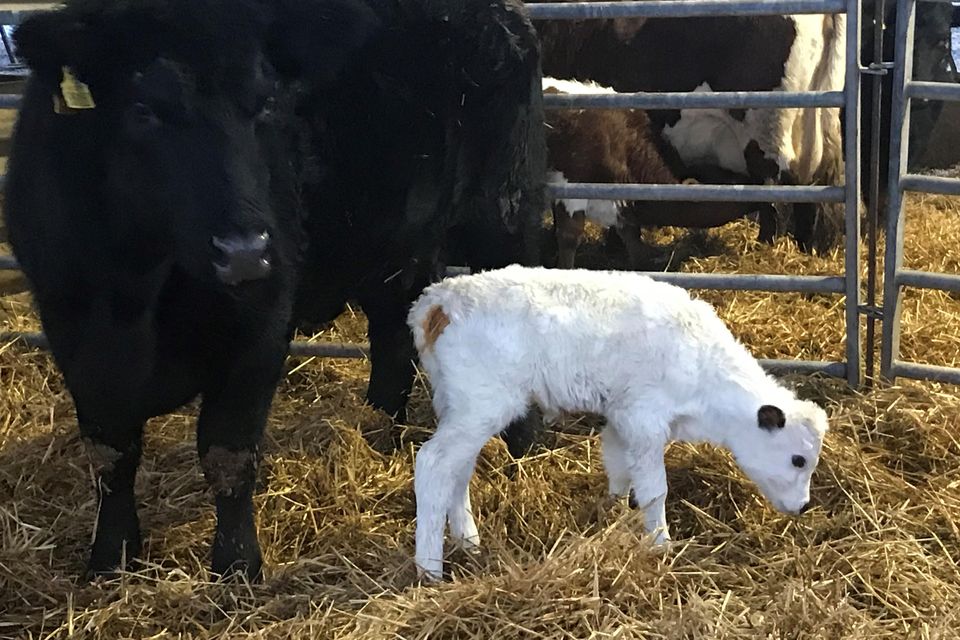 Calf born through embryo transfer gives hope to rare semi-wild cattle ...