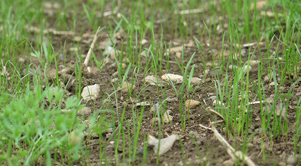 Tips and tricks to help with weed control this spring | Irish Independent