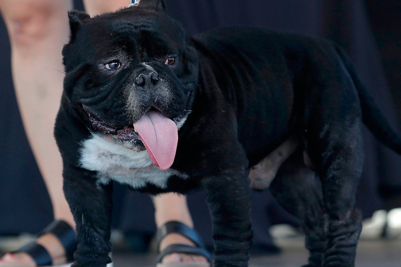 Revealed: All the pictures from the World's Ugliest Dog contest ...