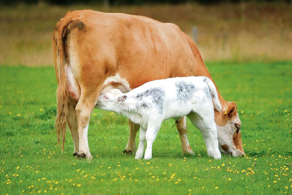 Be on the lookout for lungworm in cattle over the next month | Irish ...