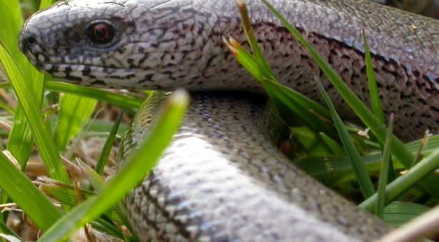 Fleuve Manche may explain absence of snakes in Ireland | Irish Independent