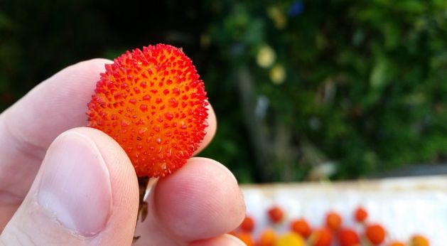 Country Matters: Red berries and the 'spirit of the devil' | Irish ...