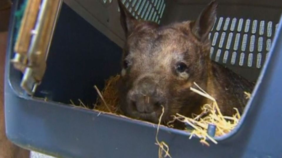 Wanda the wombat undergoes rare life-saving hip surgery | Irish Independent