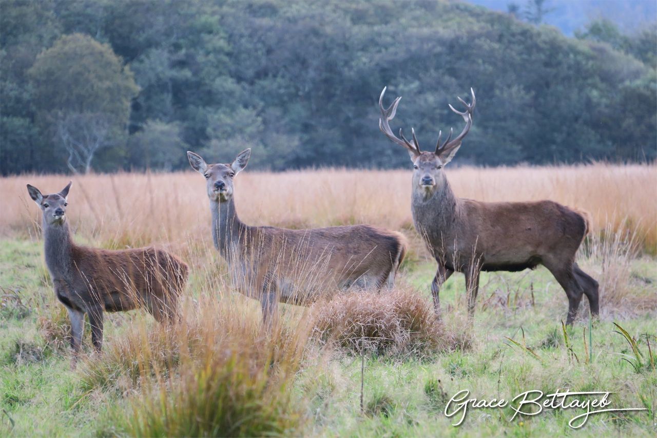 Red deer are animals worth celebrating | Irish Independent