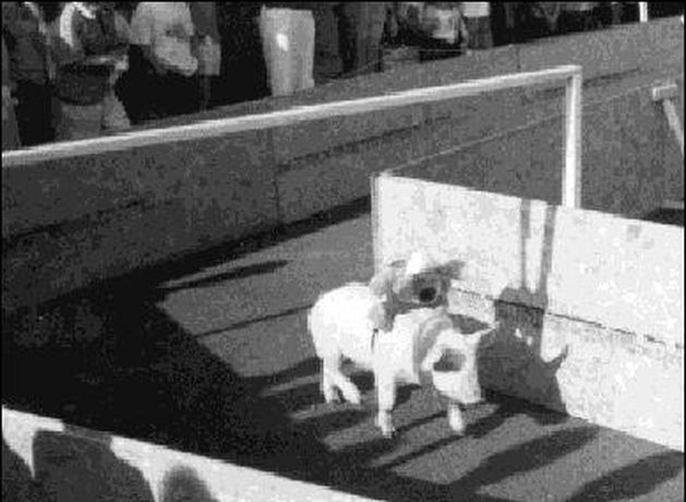 Porky past the post by a short snout in piglet derby at Kentstown ...