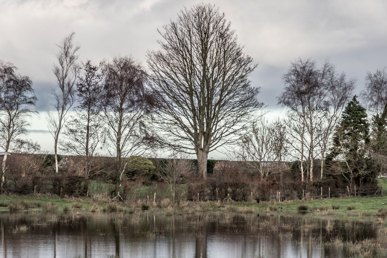 In the Garden: 'Deciduous trees' survival strategy' | Irish Independent