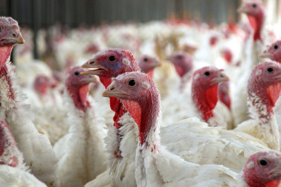 Poultry producers ordered to keep flocks indoors over avian flu threat ...