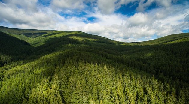 Coillte deal will prove to be an uncontrollable beast says Cork TD Seán ...